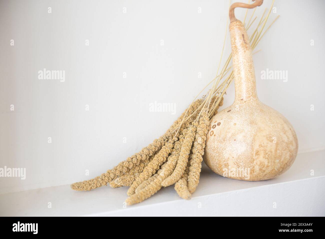 dried gourd and a bunch of millet in front of the white wall. isolated ...