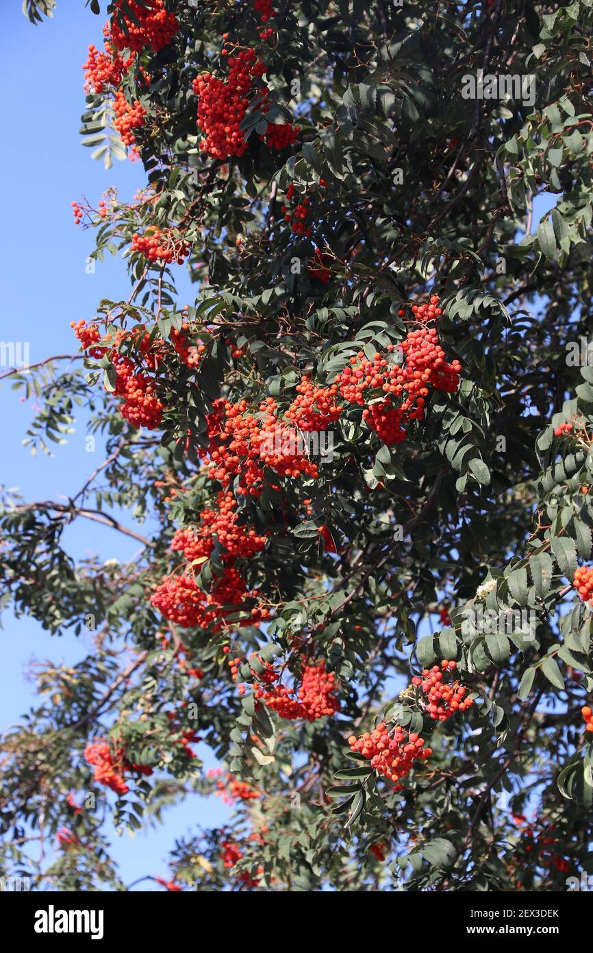 Swedish flora hi-res stock photography and images - Alamy