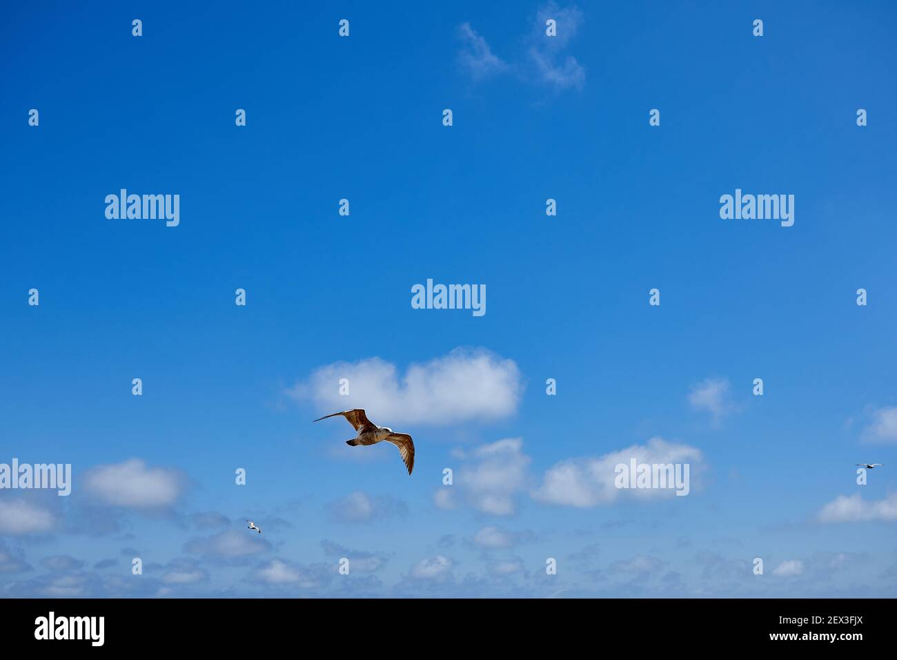 Seagull flying over sea cliffs at Camp Pendleton marine base in ...