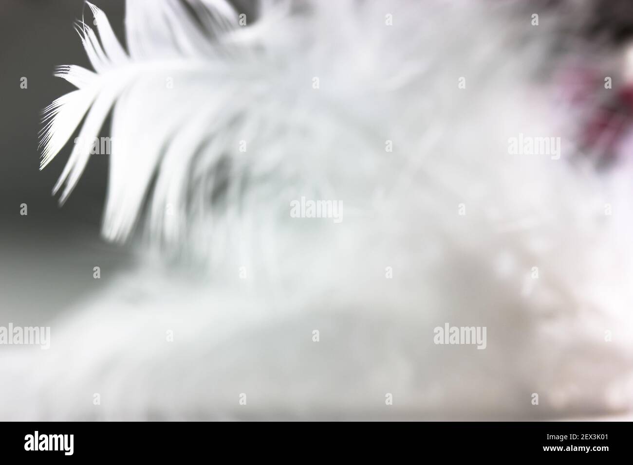 A white delicate bird's feather on black background close-up. A feather ...