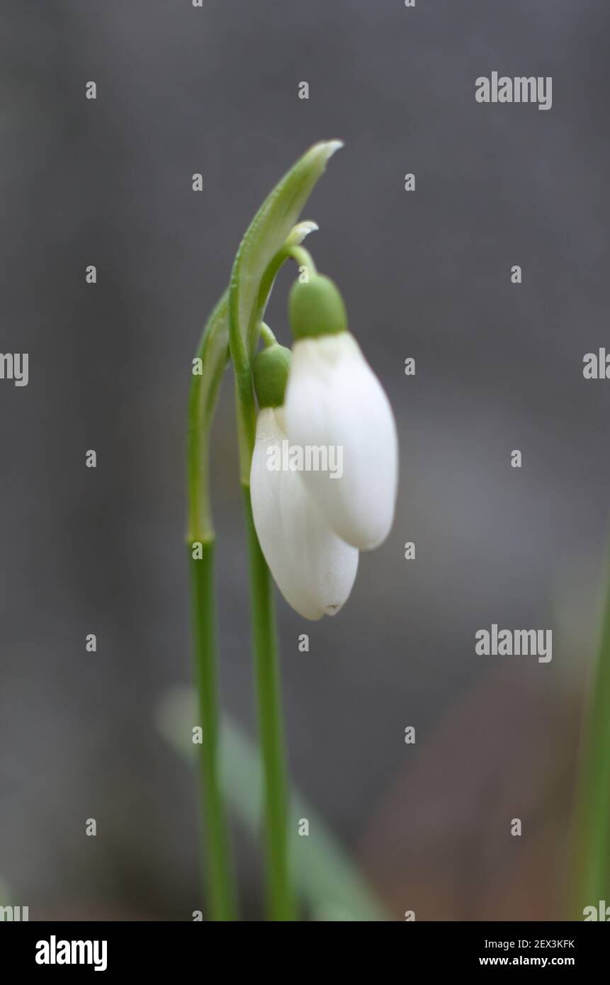 A vertical shot of a snowdrop flower outdoor Stock Photo - Alamy