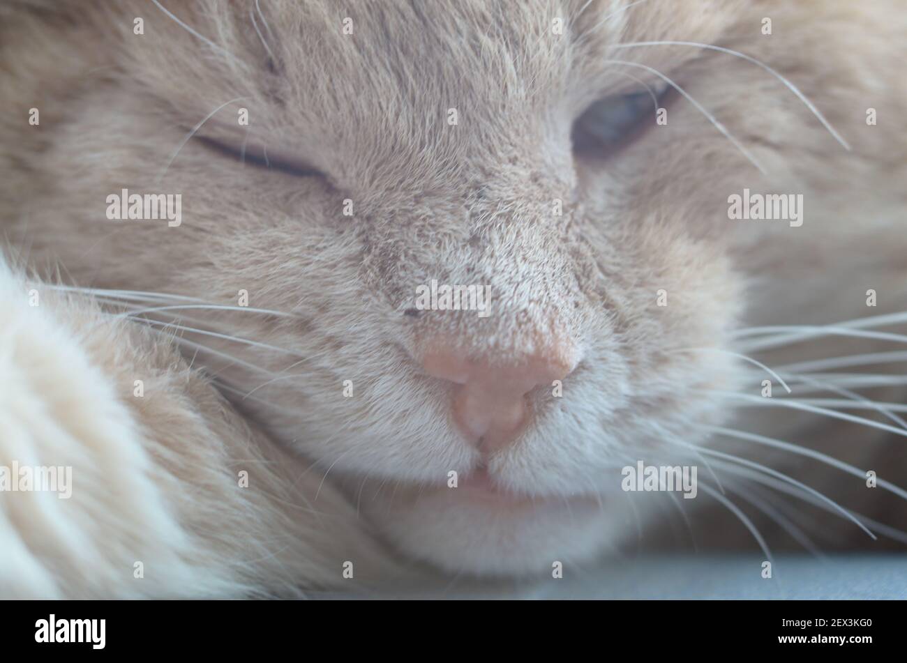 a closeup shot of an adorable sleeping cats face Stock Photo - Alamy