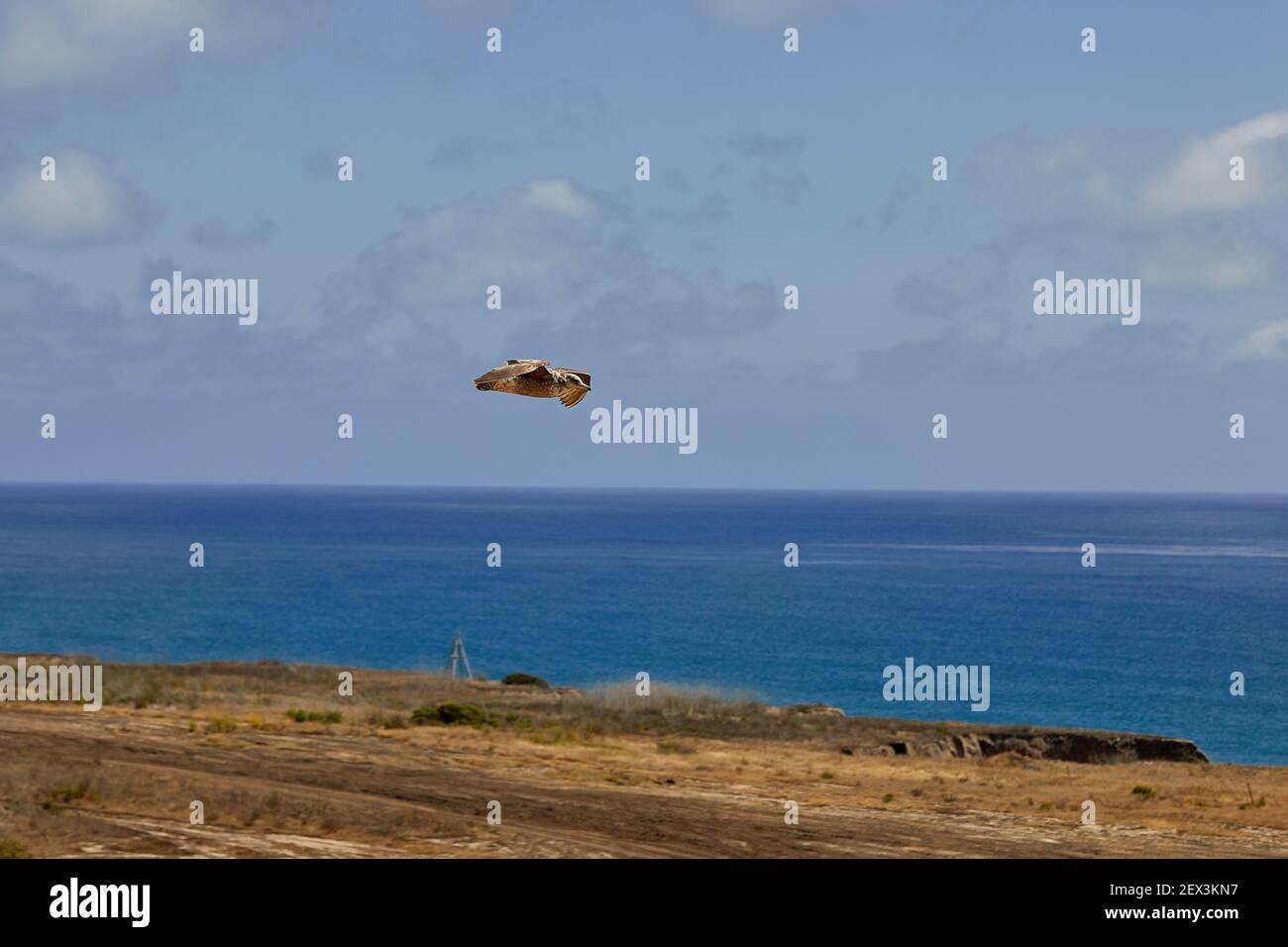 Seagull flying over sea cliffs at Camp Pendleton marine base in ...