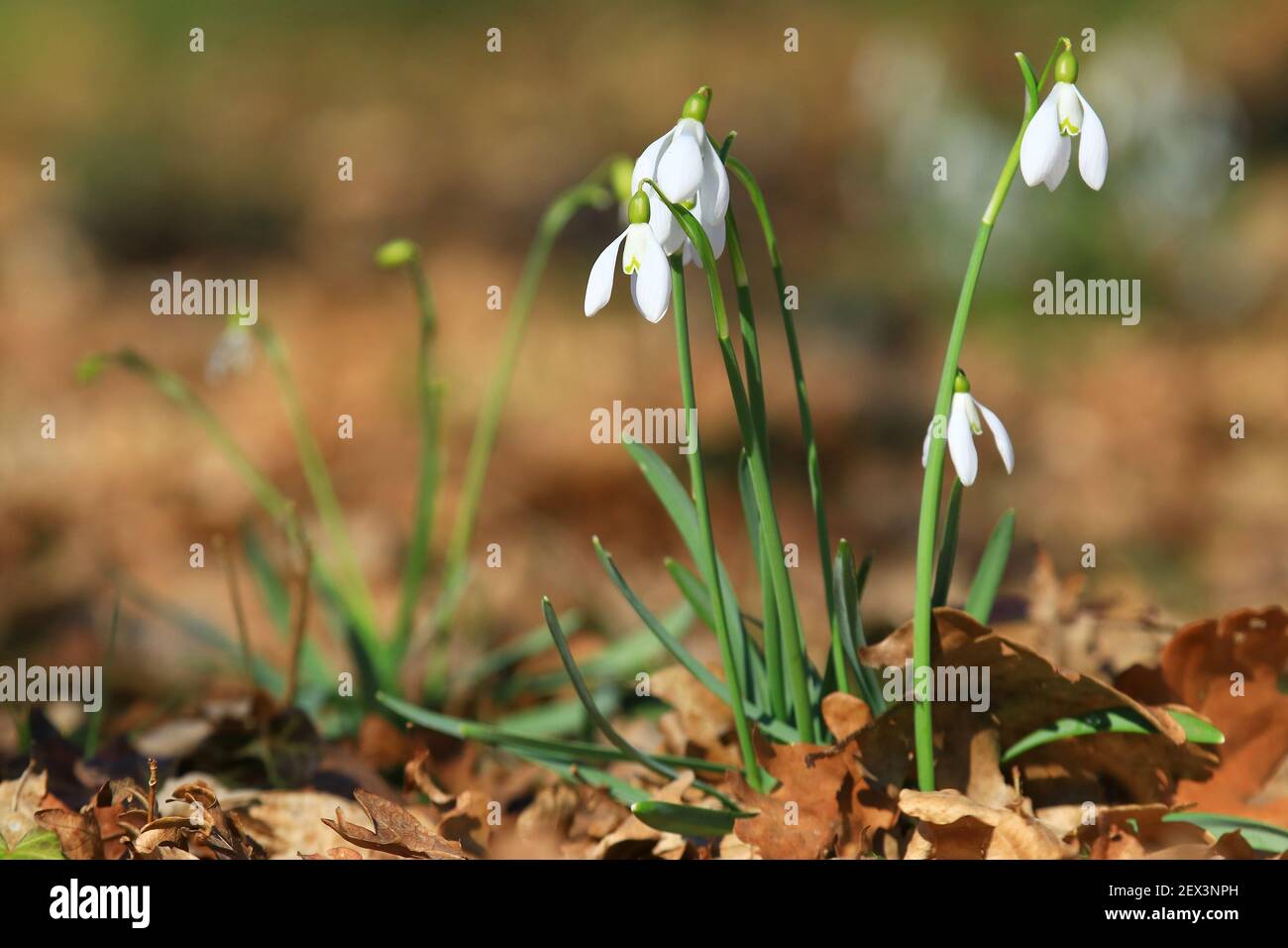 Snowdrops flowers, sunny spring day in forest Stock Photo - Alamy