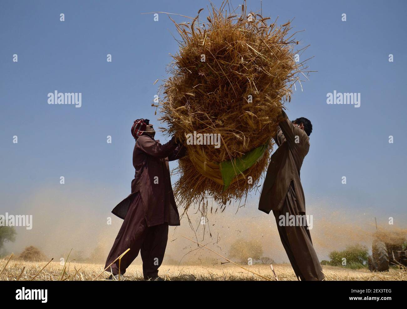 Pakistani farmer's family busy in harvesting & thrashing the wheat ...