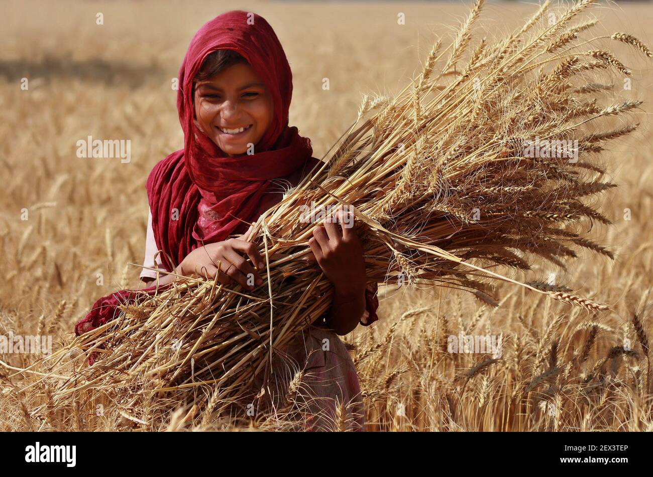 Pakistani farmer's family busy in harvesting & thrashing the wheat ...