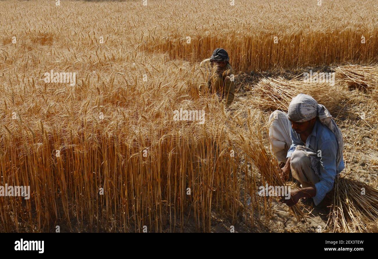 Pakistani farmer's family busy in harvesting & thrashing the wheat ...