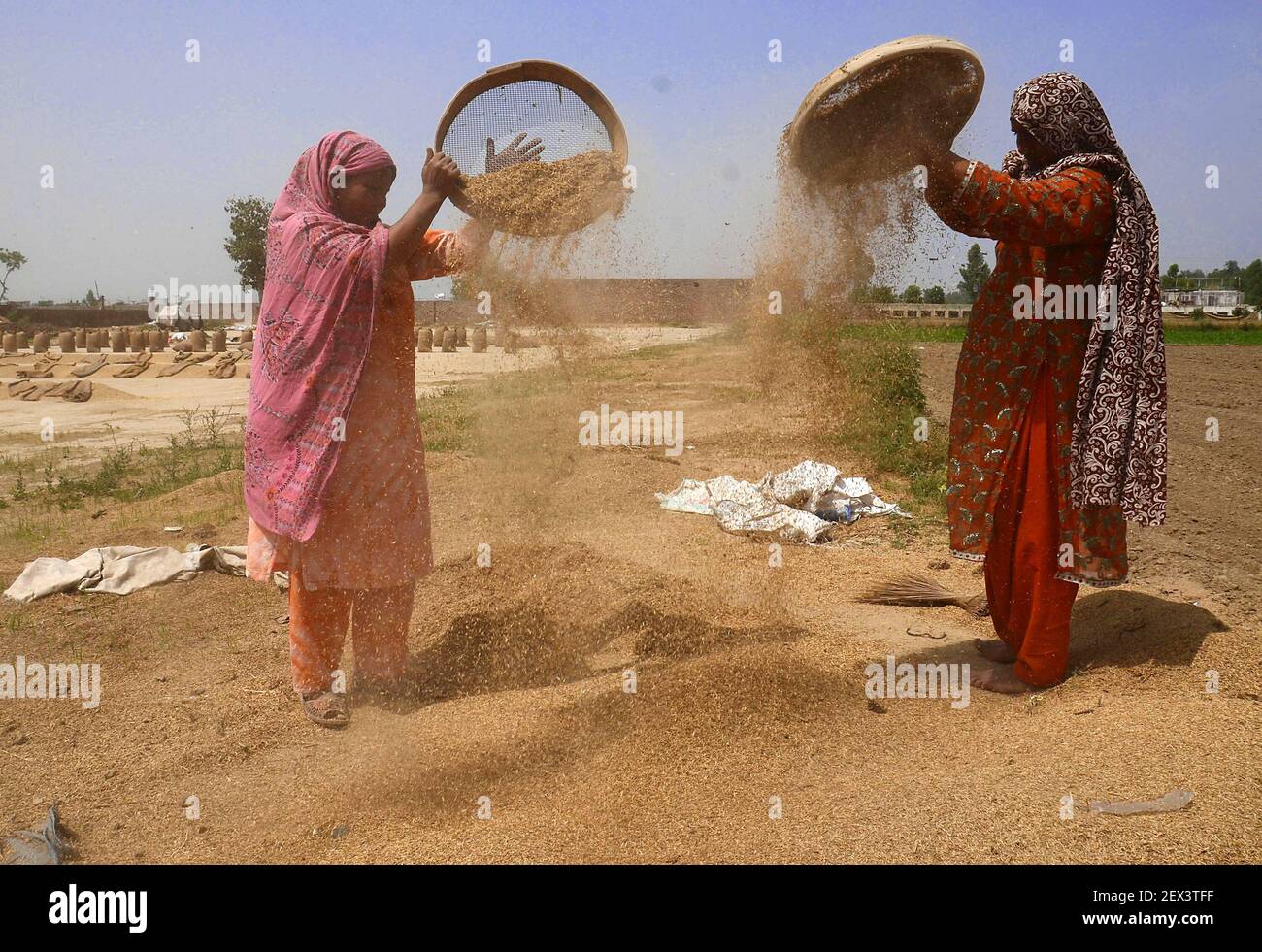 Pakistani farmer's family busy in harvesting & thrashing the wheat ...