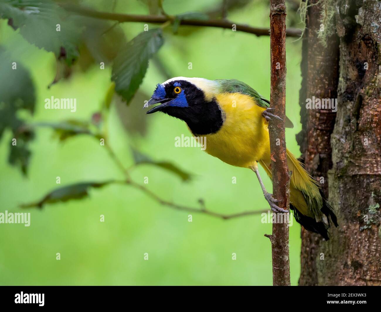 Inca Jay (Cyanocorax yncas), Ecuador Stock Photo - Alamy