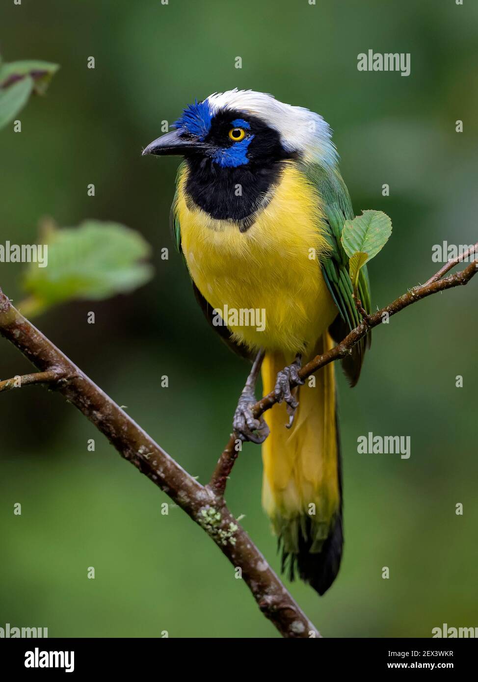 Inca Jay (Cyanocorax yncas), Ecuador Stock Photo - Alamy