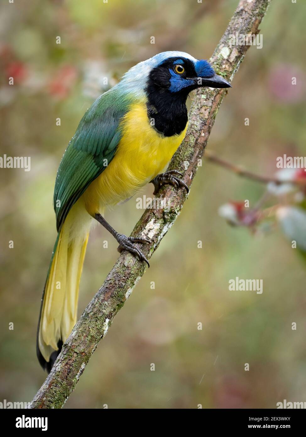 Inca Jay (Cyanocorax yncas), Ecuador Stock Photo - Alamy