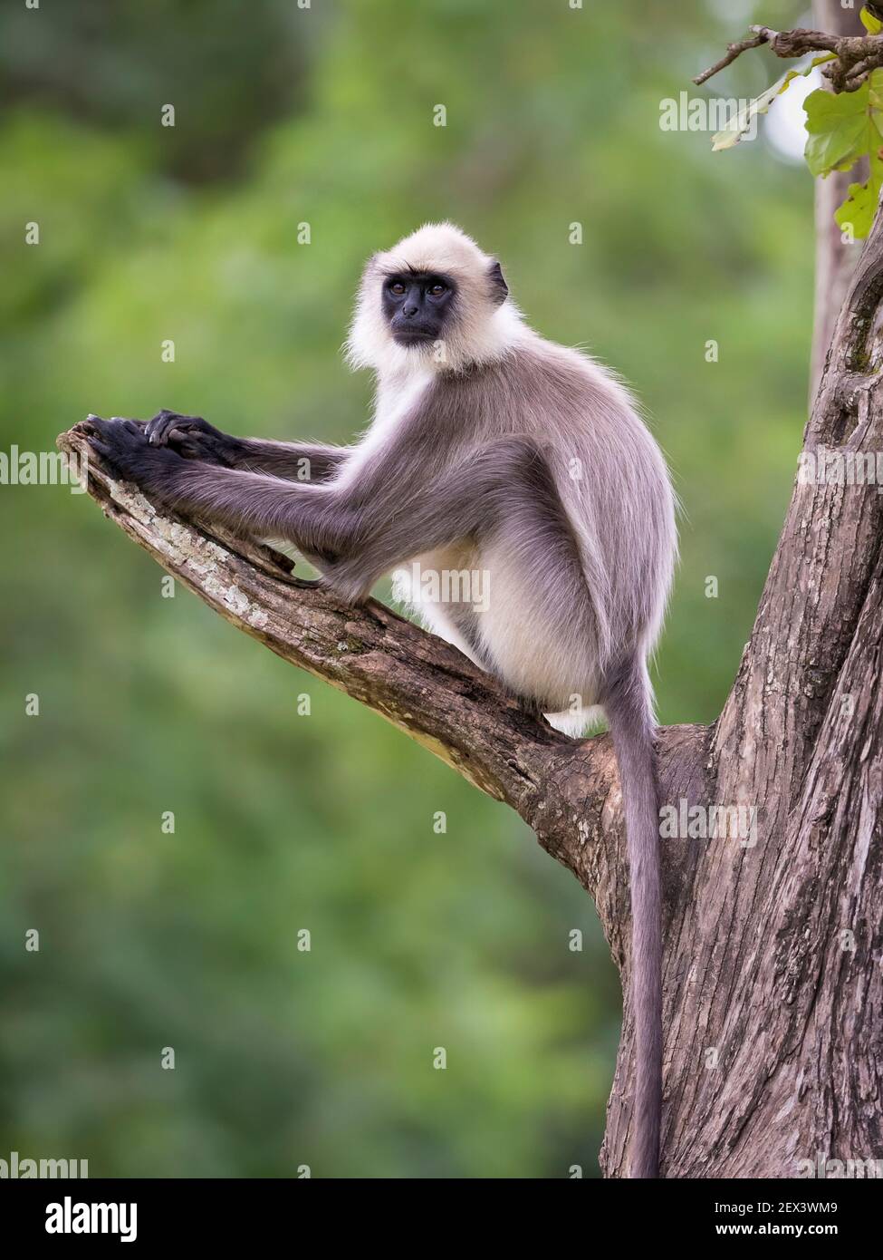 Semnopithecus dussumieri trees hi-res stock photography and images - Alamy