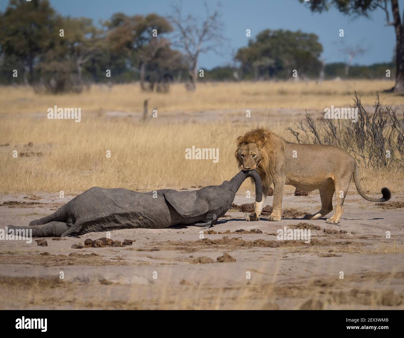 Lion (Panthera leo), male with elephant kill, Hwange National Park ...