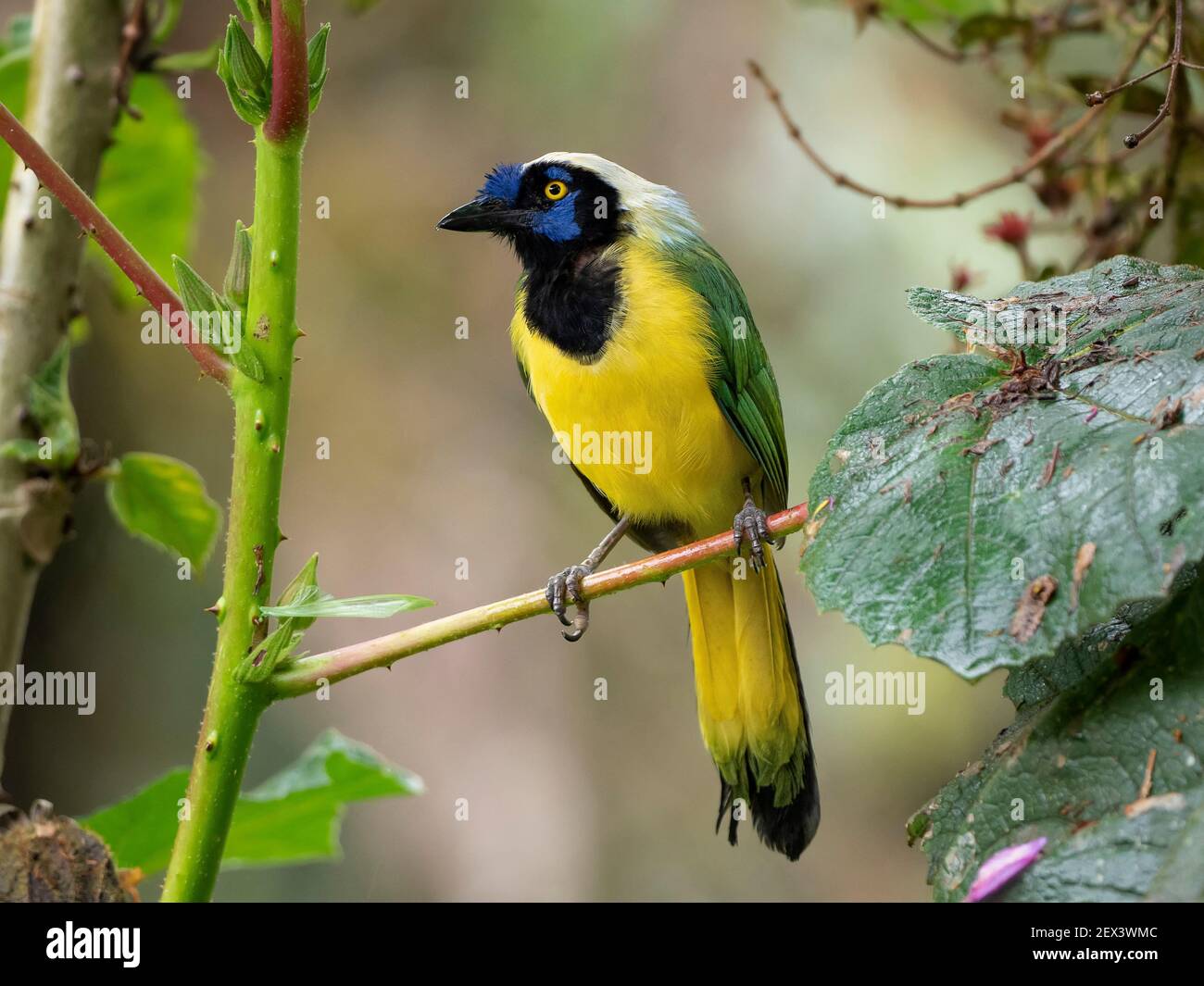 Inca Jay (Cyanocorax yncas), Ecuador Stock Photo - Alamy