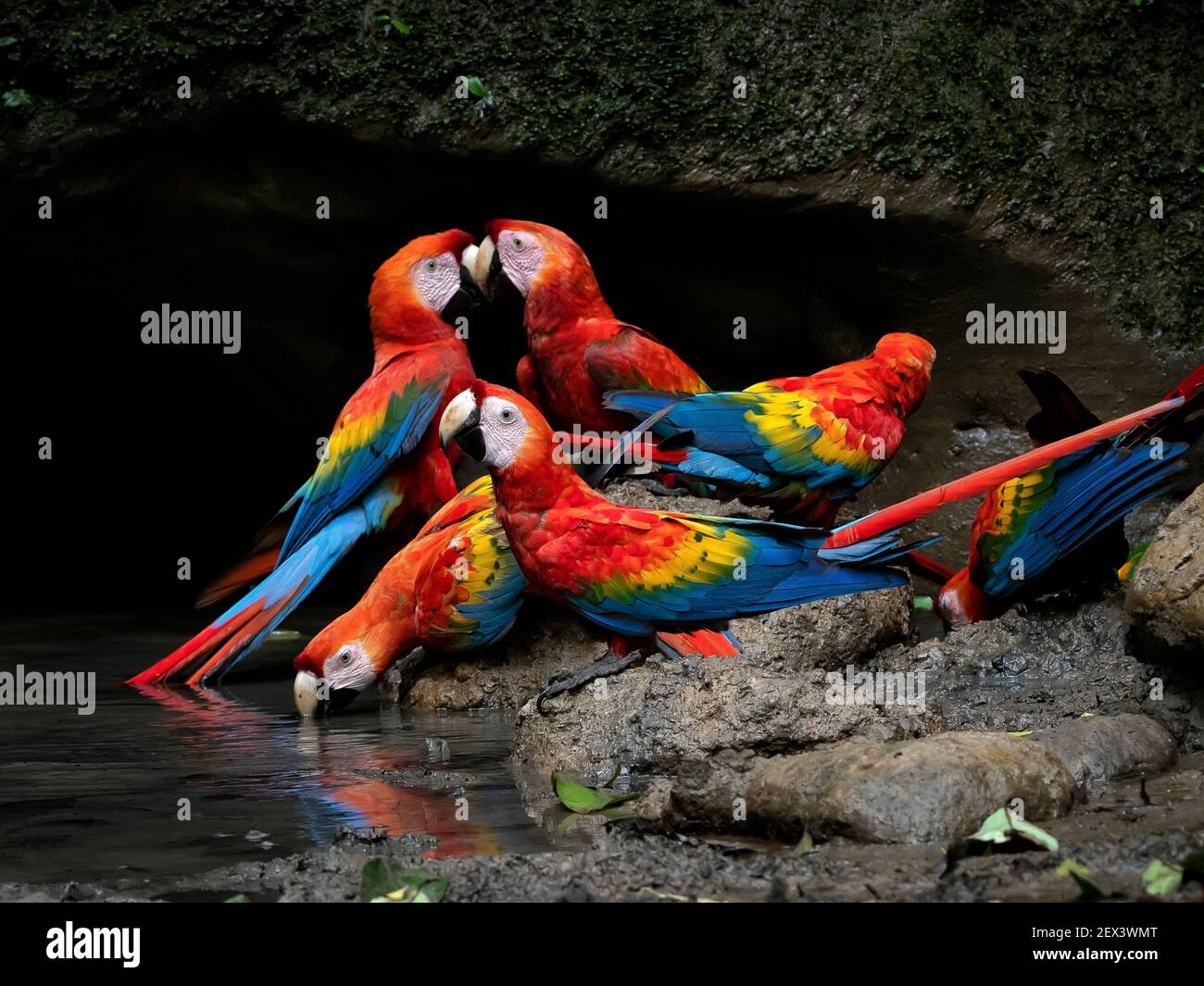 Scarlet Macaw (Ara macao), drinking at mineral-rich waterhole, Yasuni ...