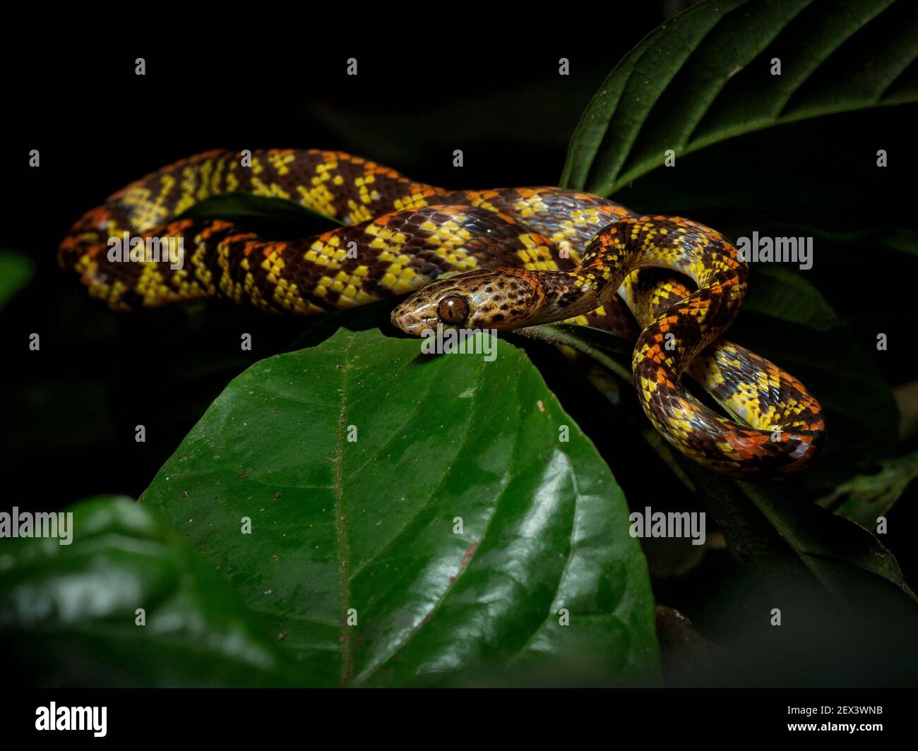 Checkerbelly Snake (Siphlophis cervinus), Yasuni National Park, Ecuador ...