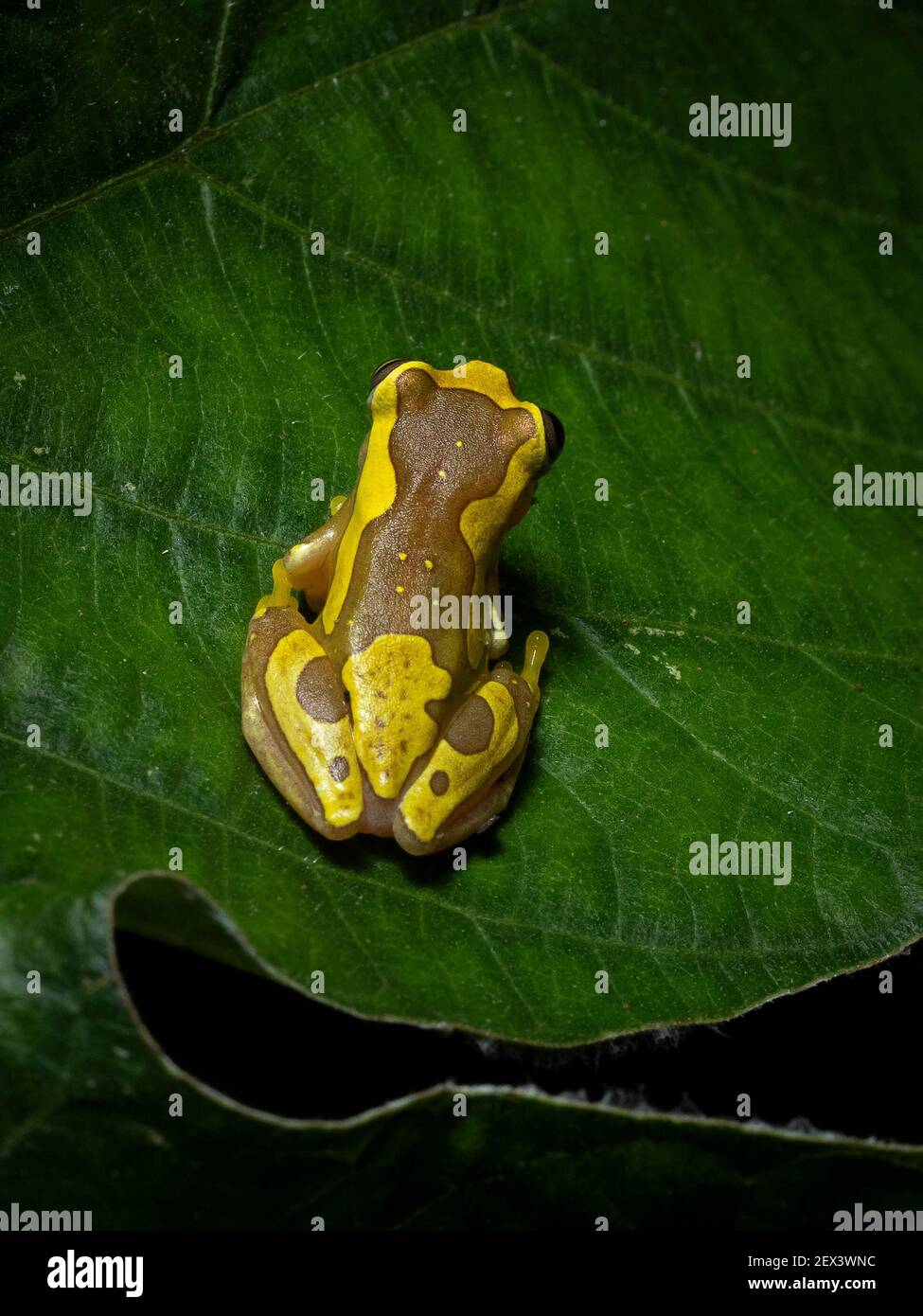 Hourglass Treefrog (Dendropsophus ebraccatus) on a leaf, central Panama ...