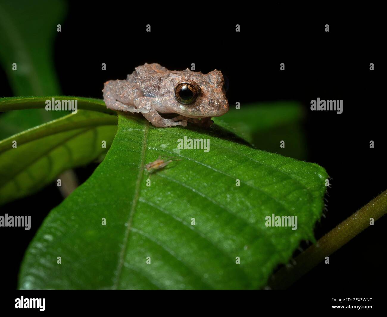Robber frog (Pristimantis sulcatus), froglet, Yasuni National Park ...