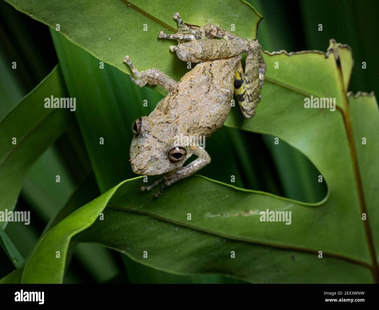 Long-snouted Frog (Scinax boulengeri), El Valle de Anton, Panama Stock ...