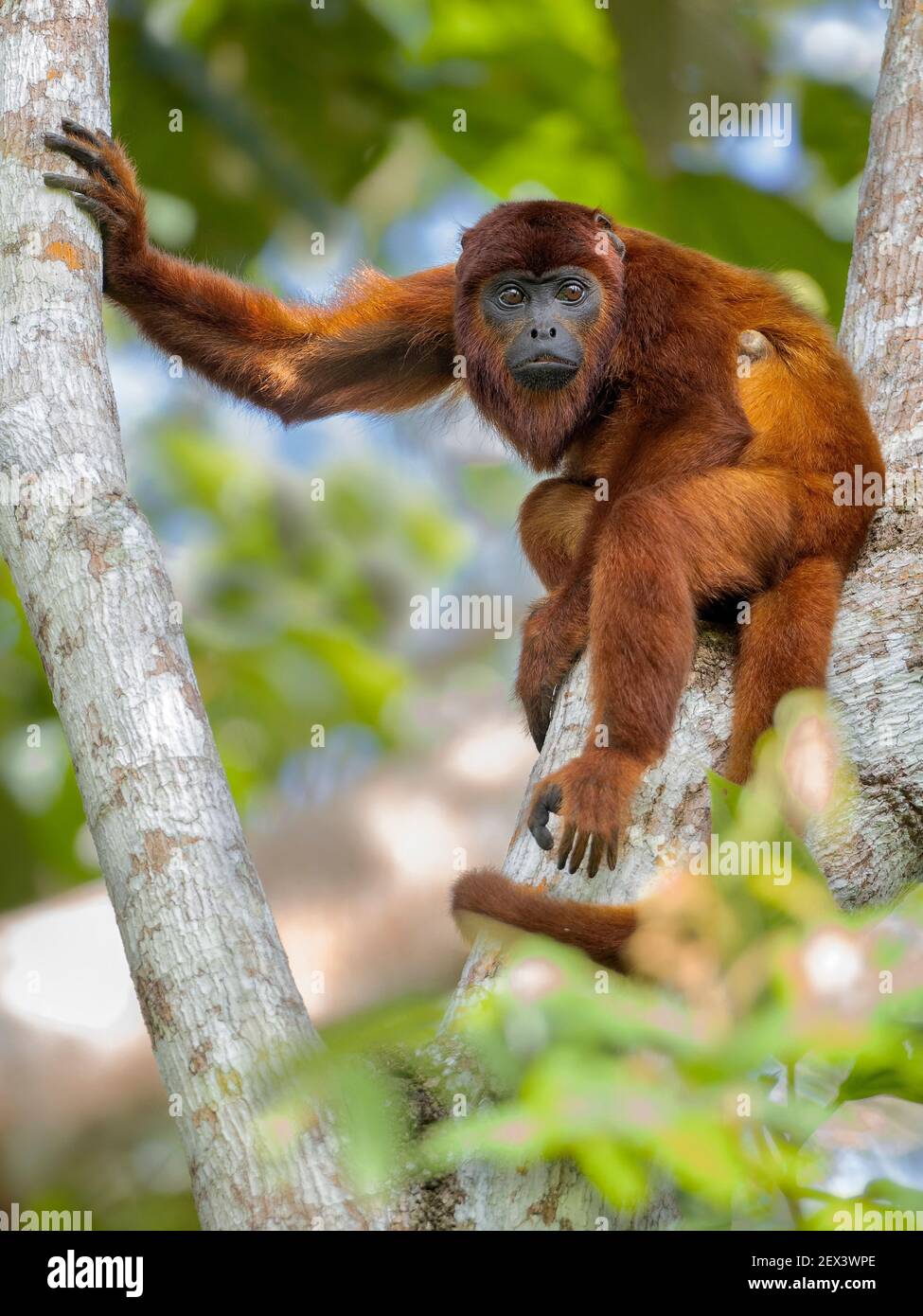 Venezuelan Red Howler Monkey (Alouatta seniculus), Madre de Dios, Peru ...