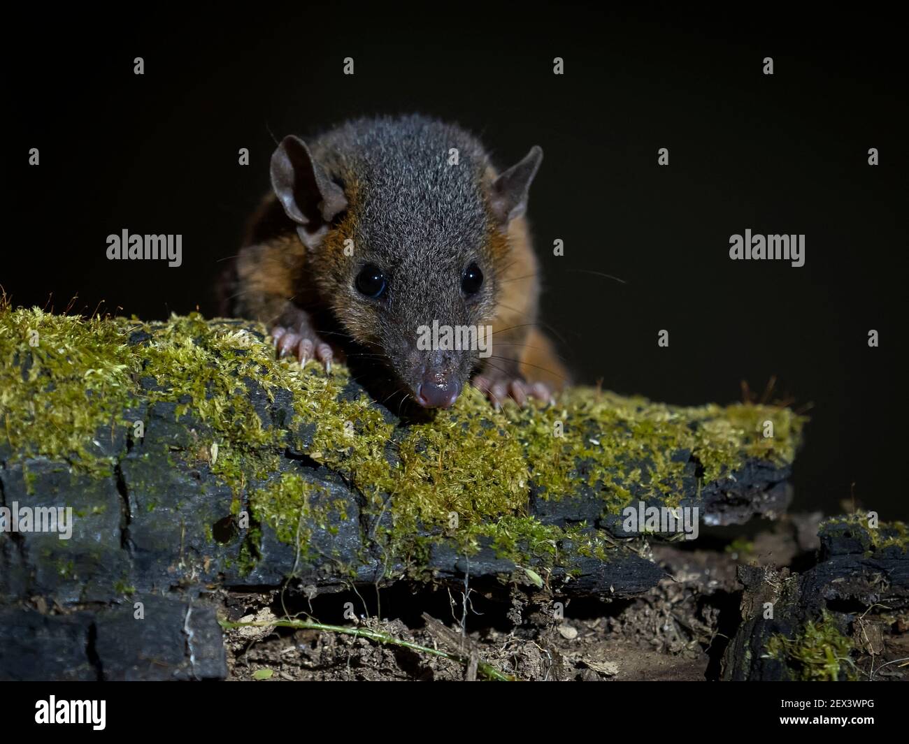 Opossum night hi-res stock photography and images - Alamy
