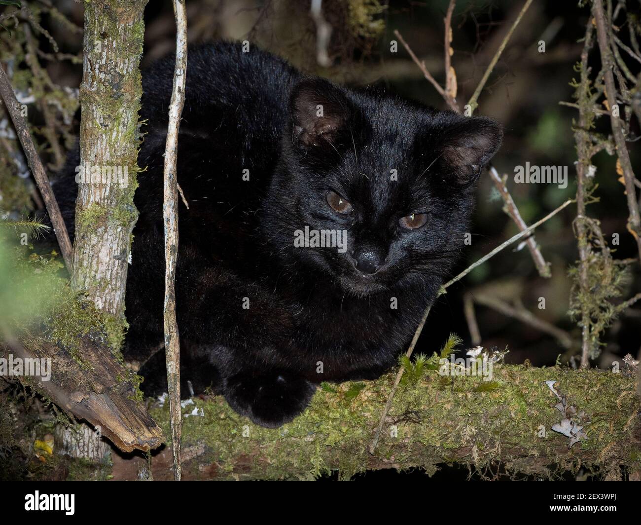 Central American Oncilla (Leopardus tigrinus oncilla), melanistic ...