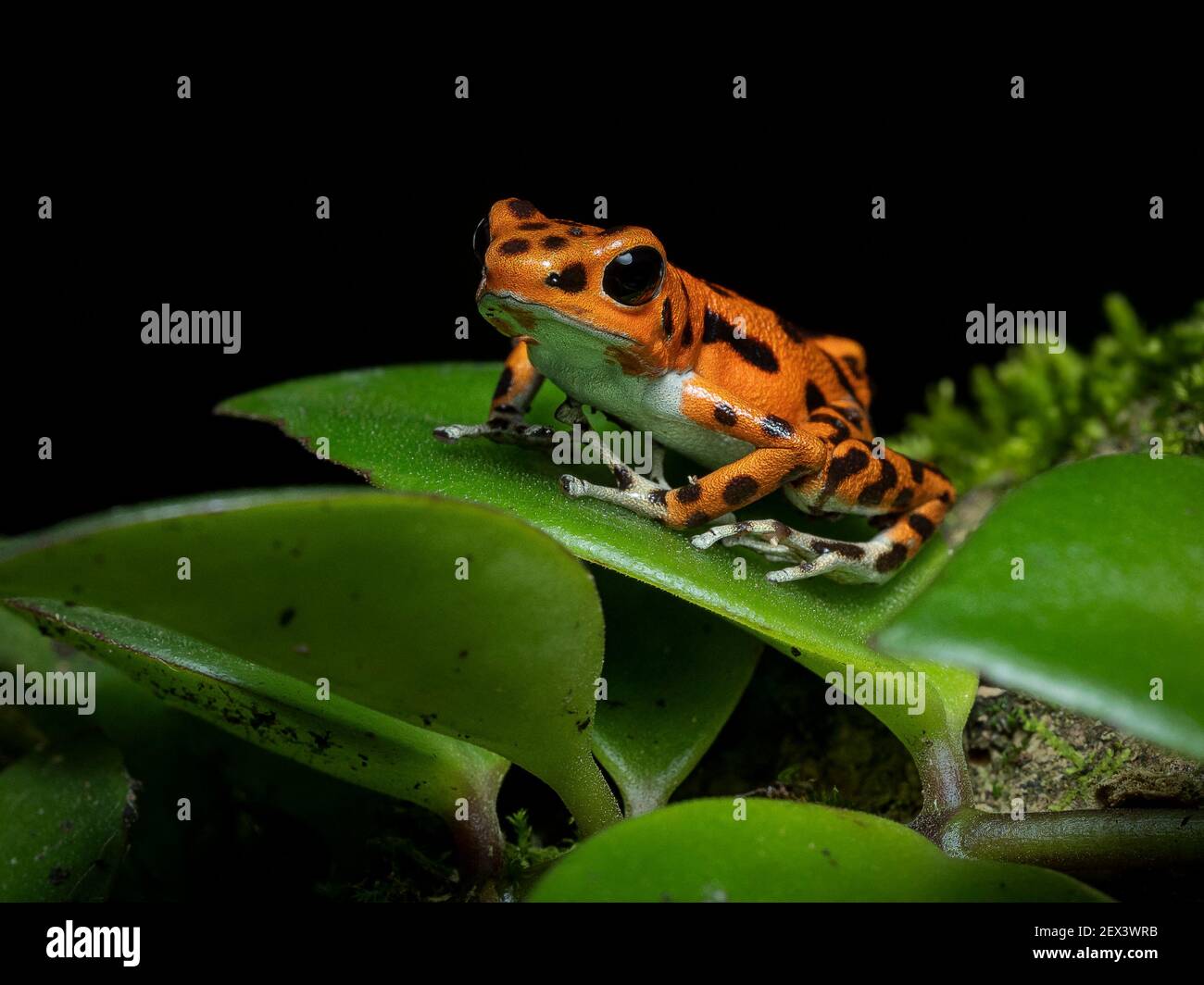 Strawberry Poison-frog (Oophaga pumilio), orange morph, Bocas del Toro ...