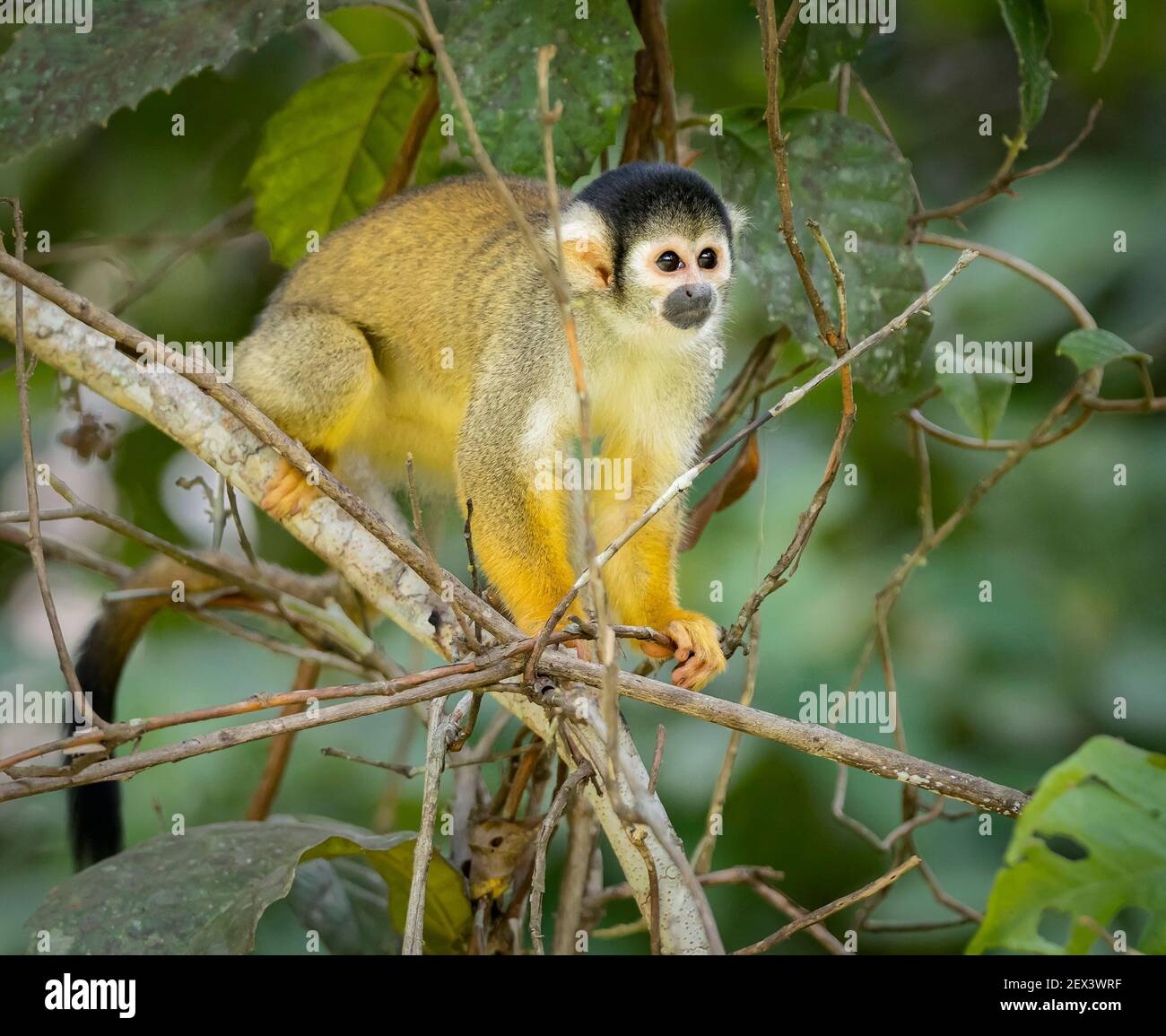 Saimiri boliviensis hi-res stock photography and images - Alamy