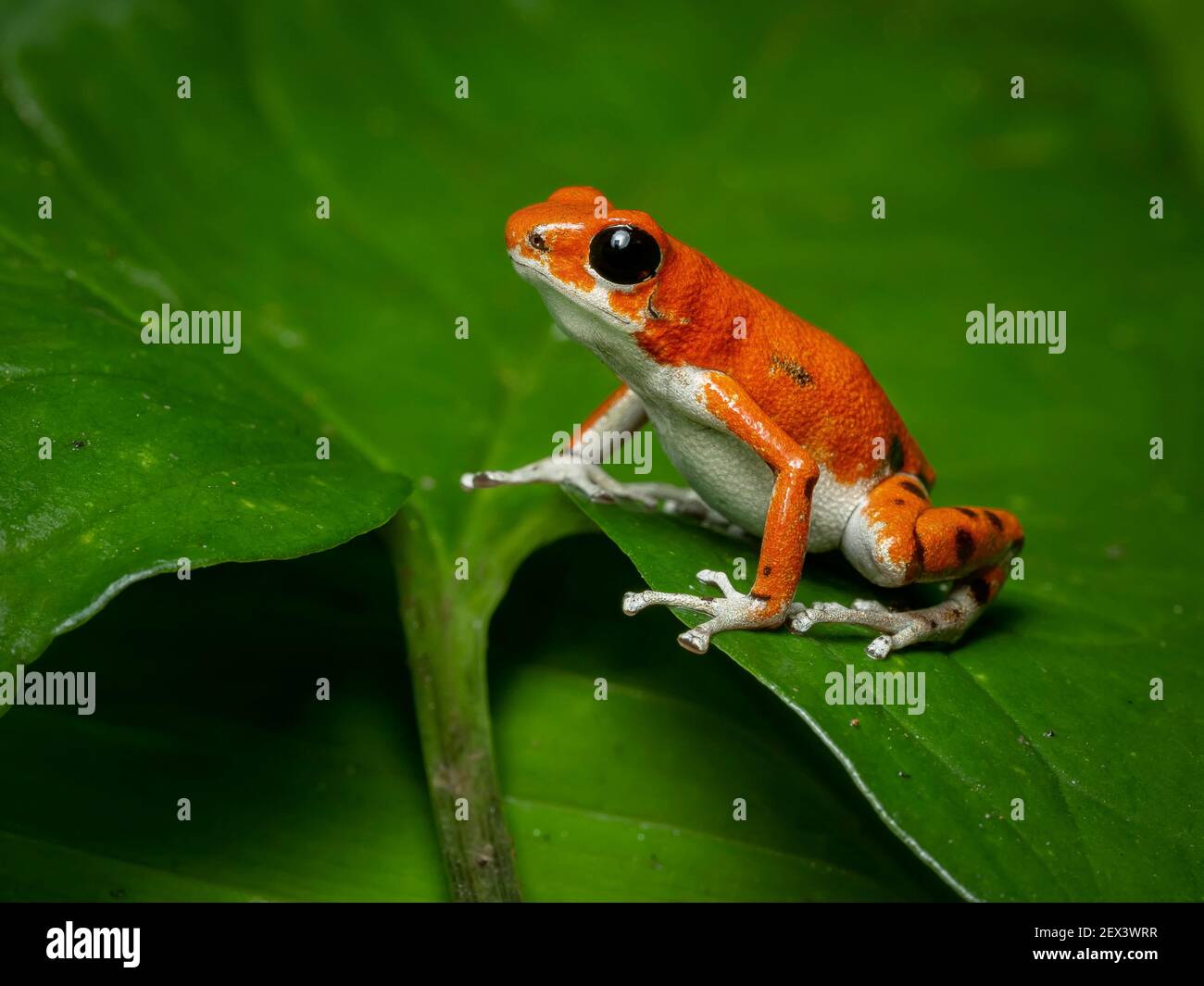 Strawberry Poison-frog (Oophaga pumilio), red morph, Bocas del Toro ...