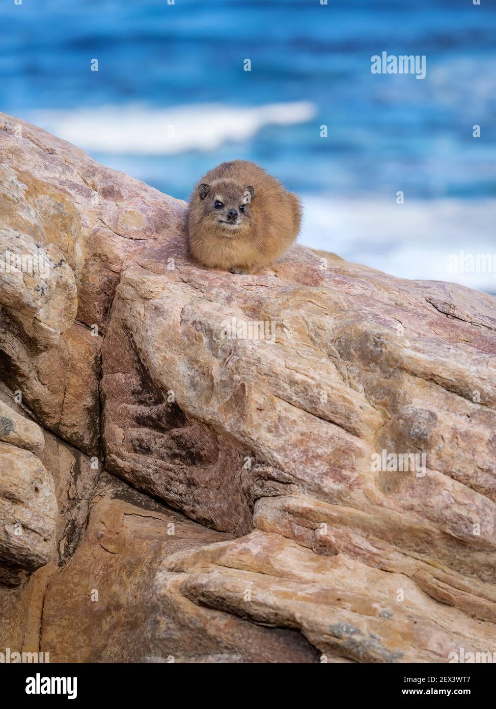 Rock Hyrax (Procavia capensis), Cape Point, South Africa Stock Photo ...