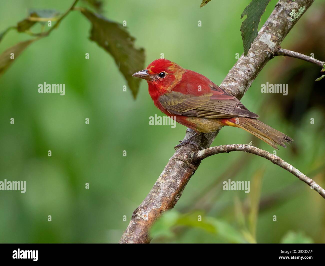 Summer Tanager Juvenile