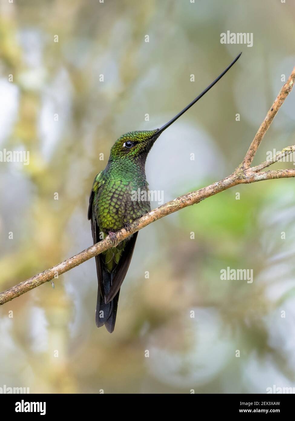 Sword-billed Hummingbird (Ensifera ensifera), male, Peru Stock Photo ...