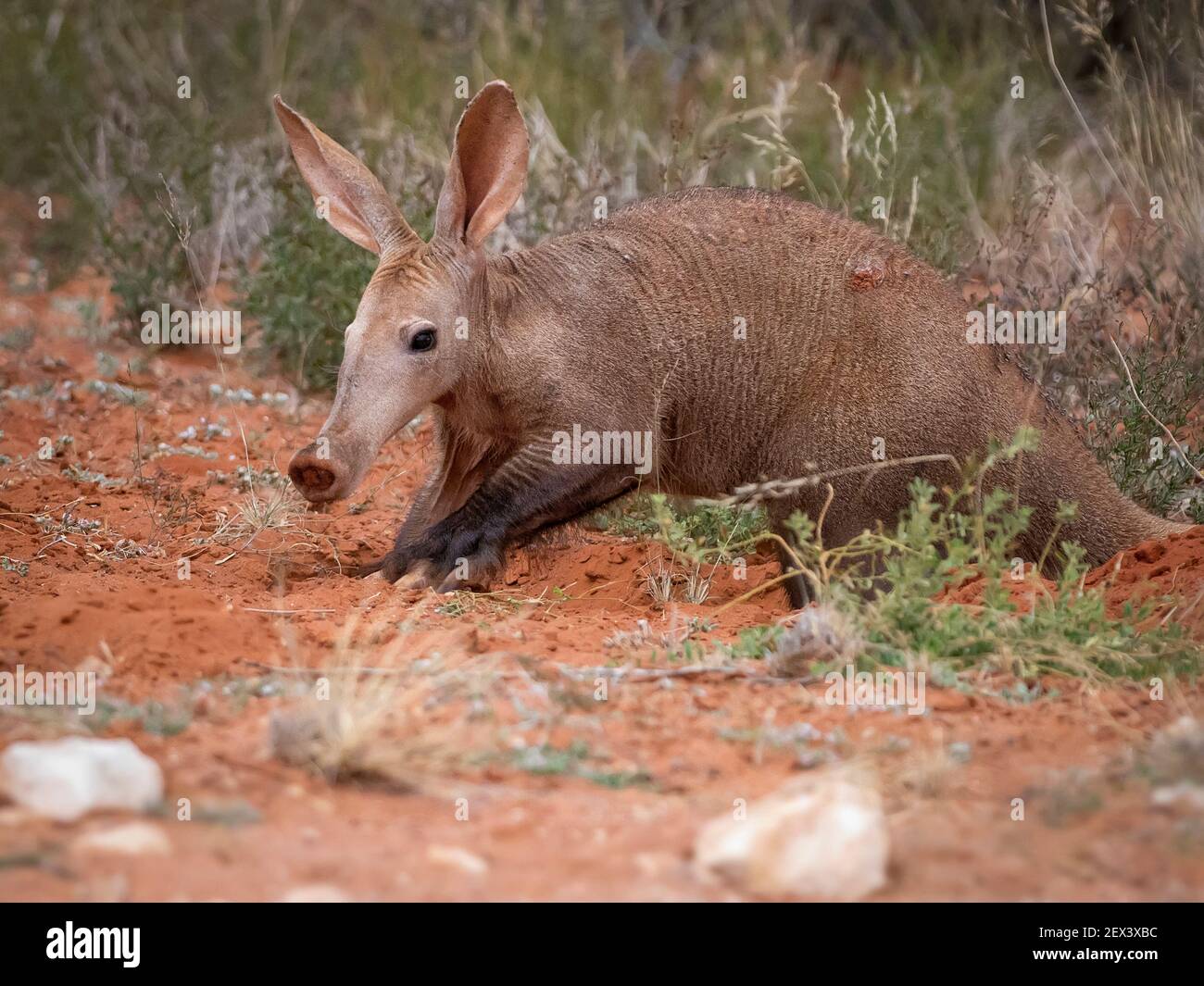 Aardvark digging hi-res stock photography and images - Alamy