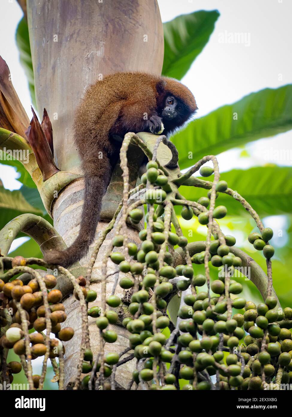 Brown titi callicebus brunneus hi-res stock photography and images - Alamy