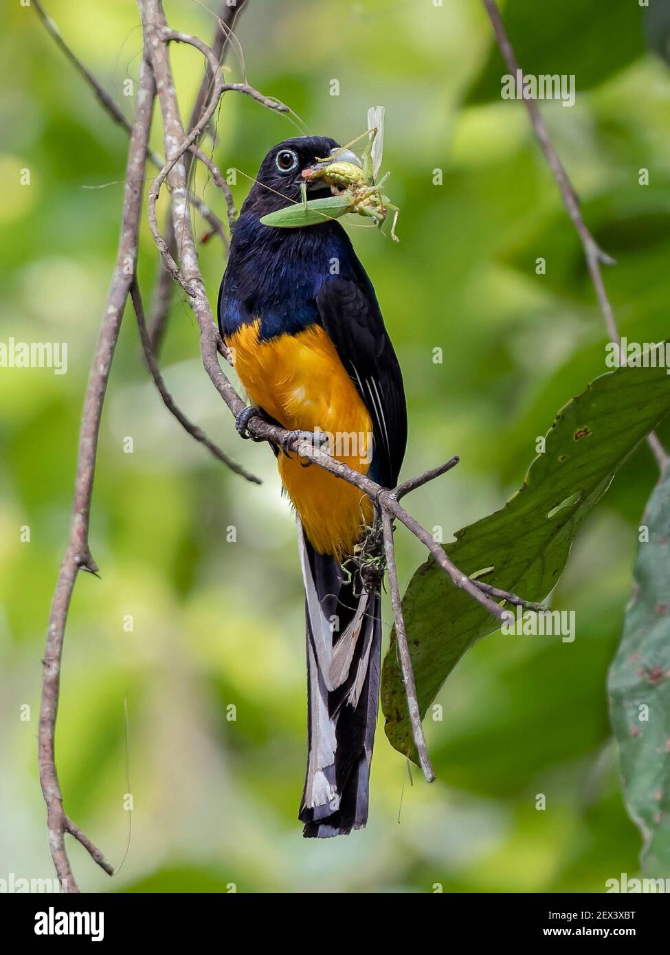 Black-throated Trogon (Trogon rufus), male bringing a large katydid ...