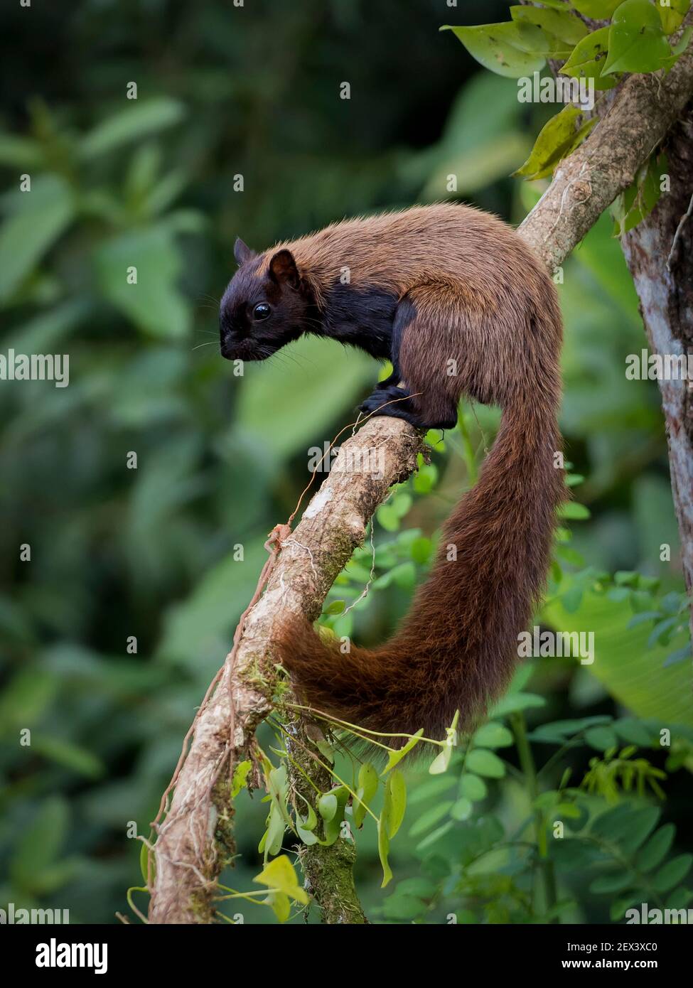 Variegated squirrel (Sciurus variegatoides), Paraiso, Chiriqui, Panama ...