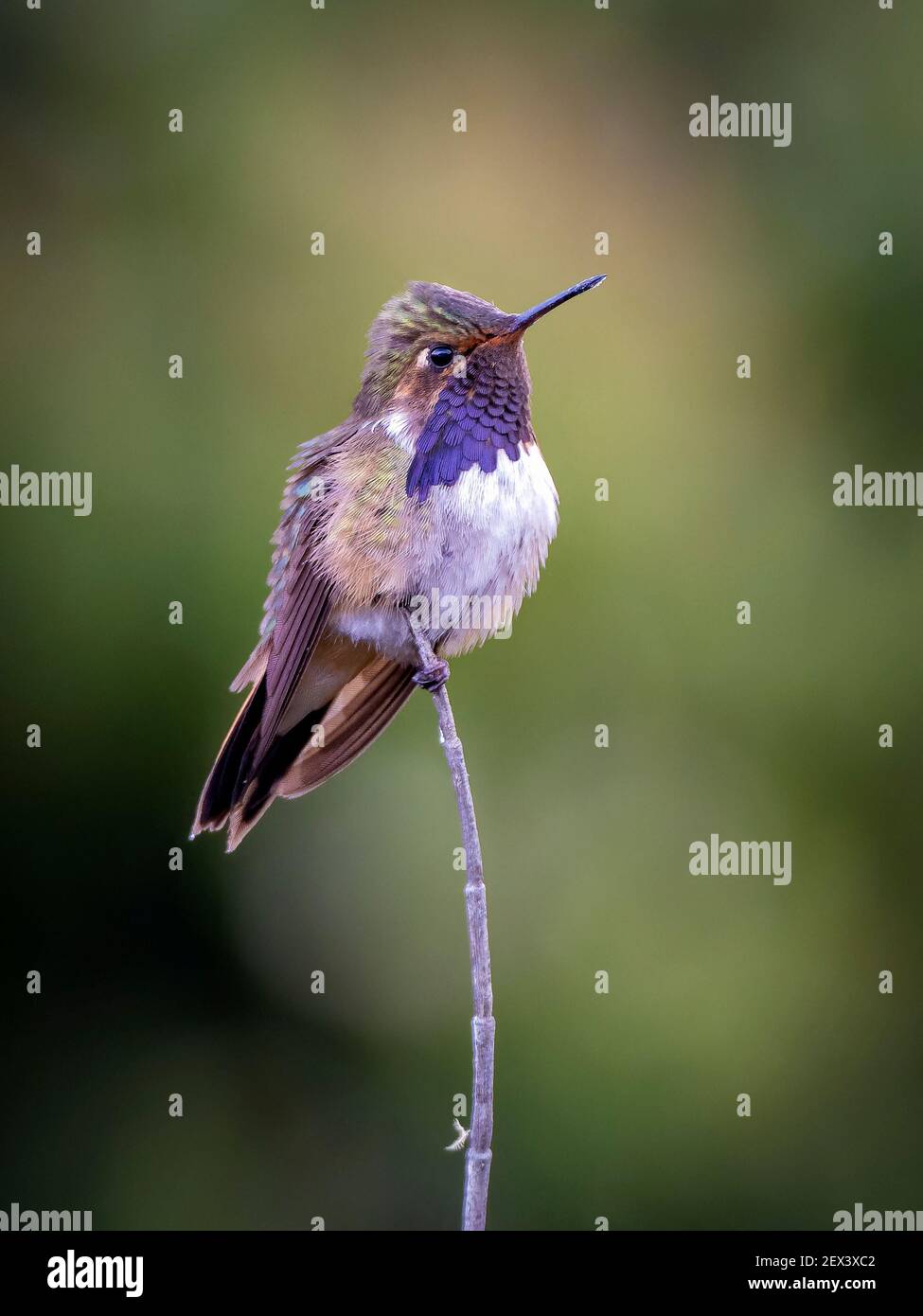 Volcano Hummingbird (Selasphorus flammula), male, Volcan Baru, Panama ...