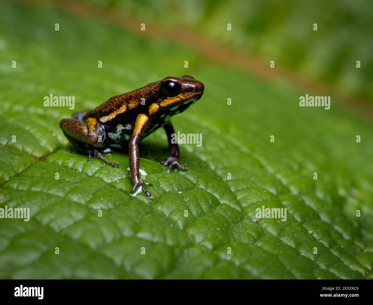 Blue-bellied Poison-frog (Andinobates minutus), Guna Yala, Panama ...
