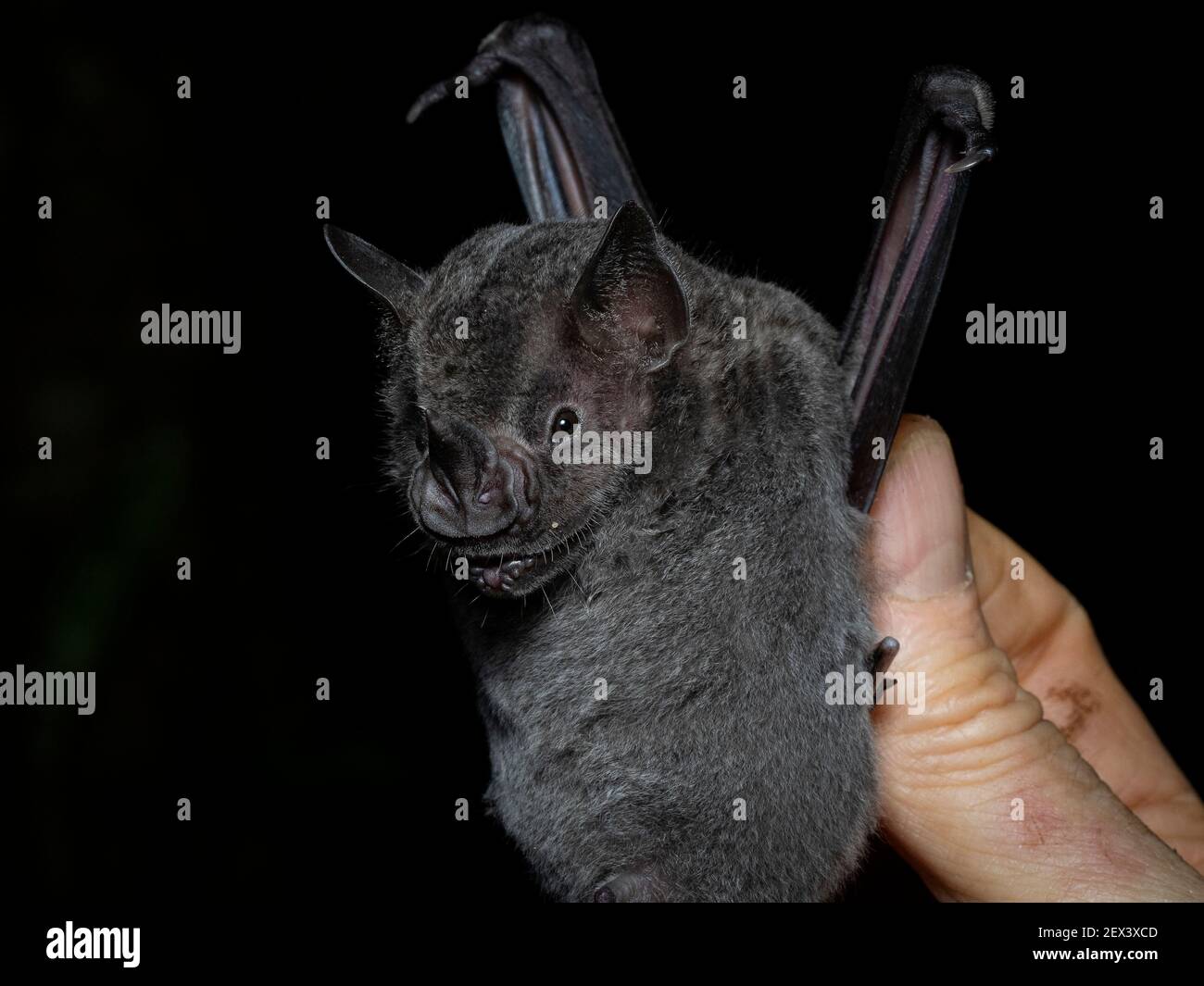 Dark fruit-eating bat (Artibeus obscurus), held by researcher, Madre de ...
