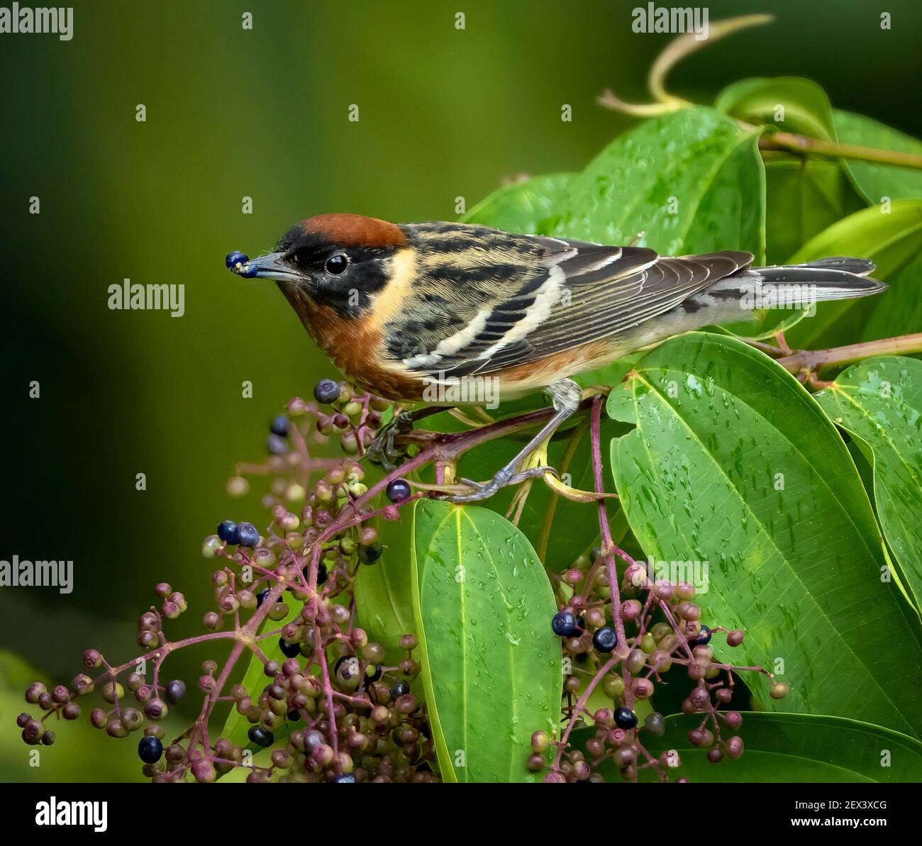 Warbler setophaga sp hi-res stock photography and images - Alamy