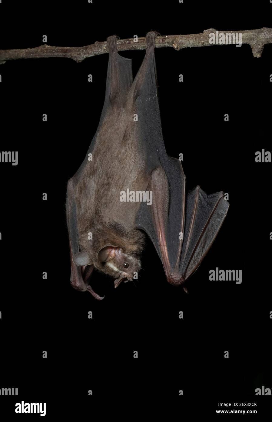 Greater fruit-eating bat (Artibeus lituratus), Madrte de Dios, Peru ...