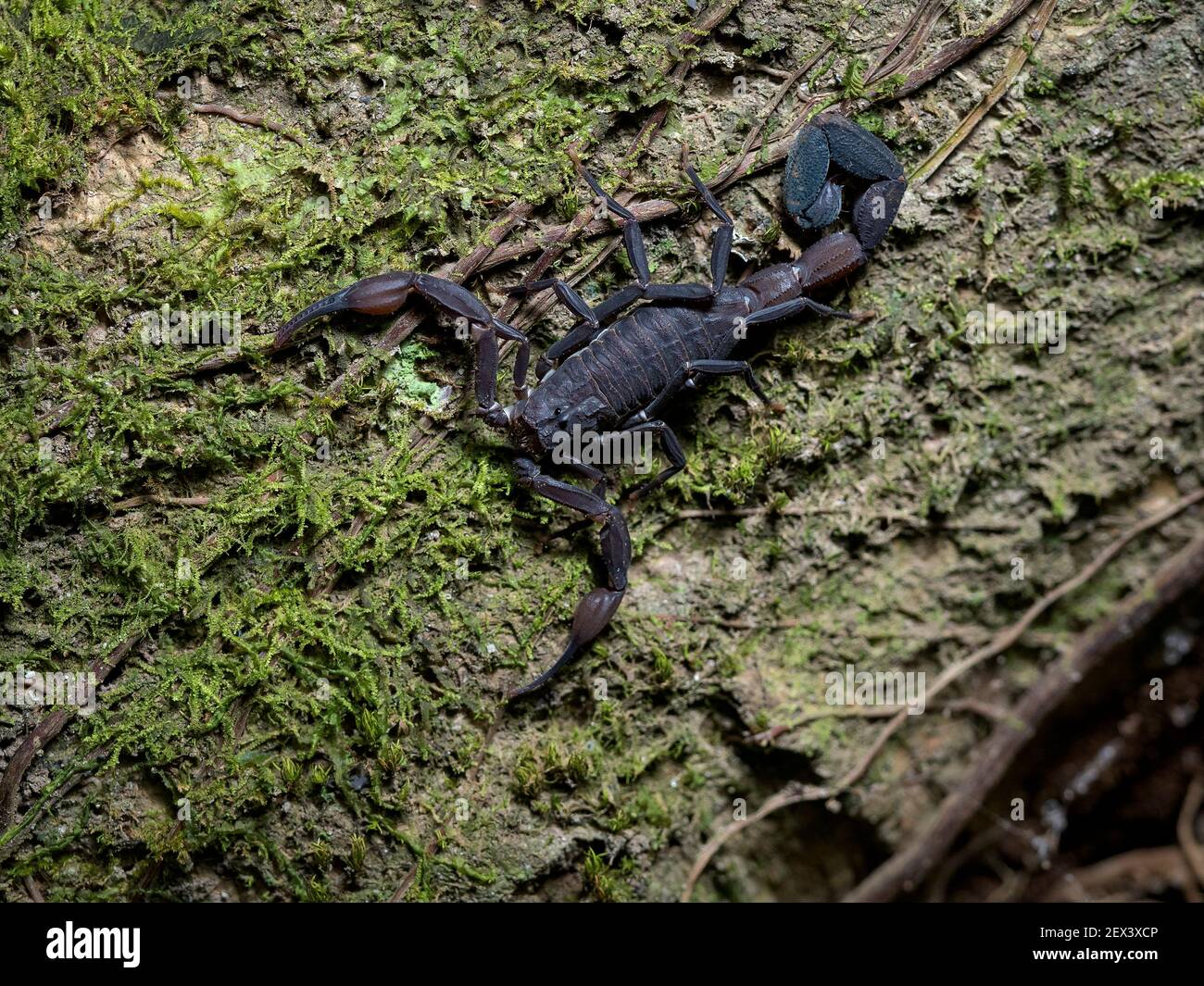Tityus hi-res stock photography and images - Alamy