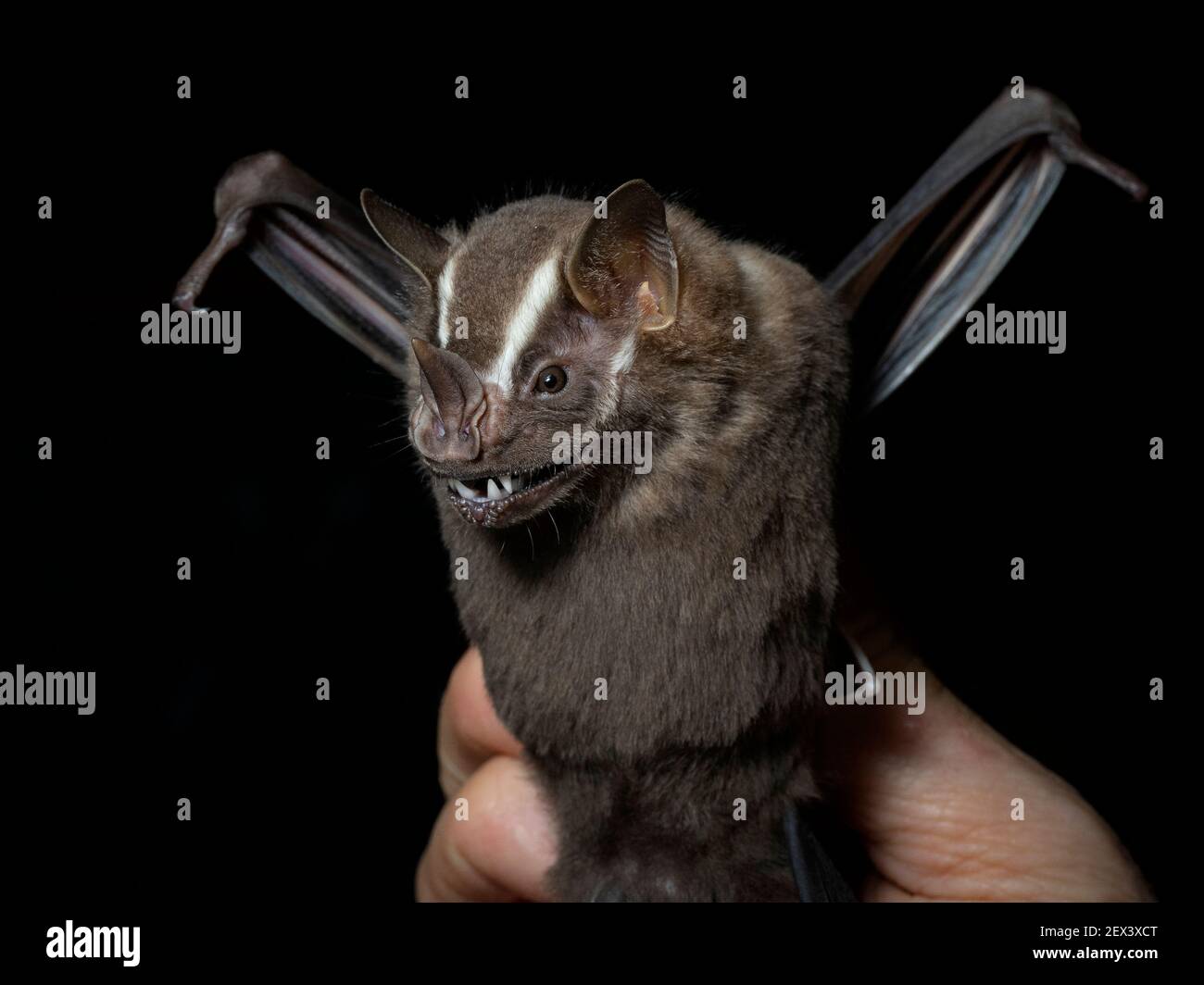 Greater fruit-eating bat (Artibeus lituratus), held by researcher ...