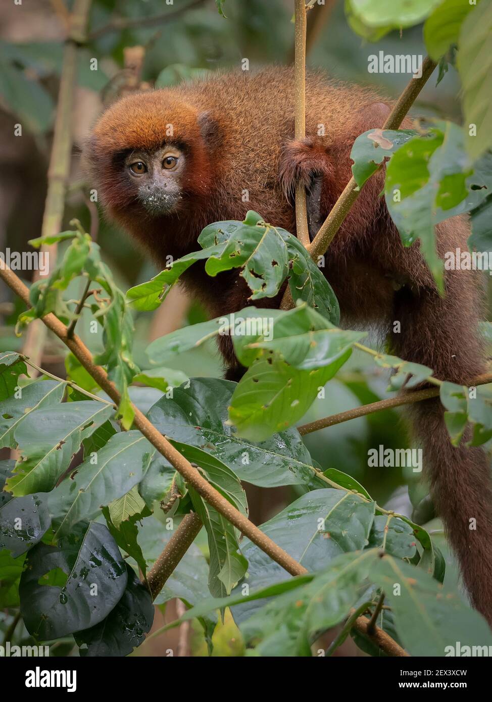 Brown titi callicebus brunneus hi-res stock photography and images - Alamy