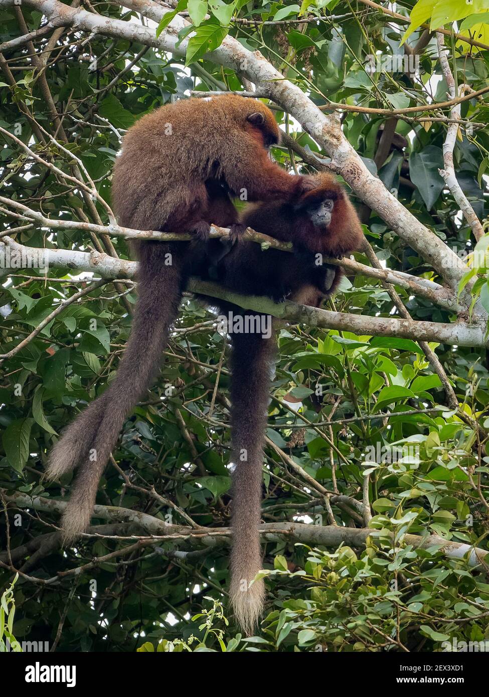 Brown Titi Monkey (Callicebus brunneus), couple grooming, Madre de Dios ...
