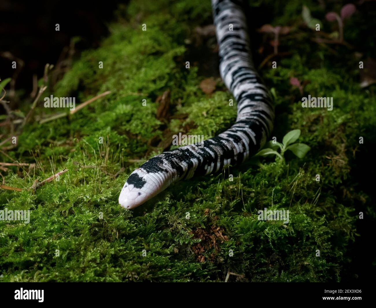 Art & Collectibles Prints Zonurus Chirotes Scink Mabouya 1856 Large ...