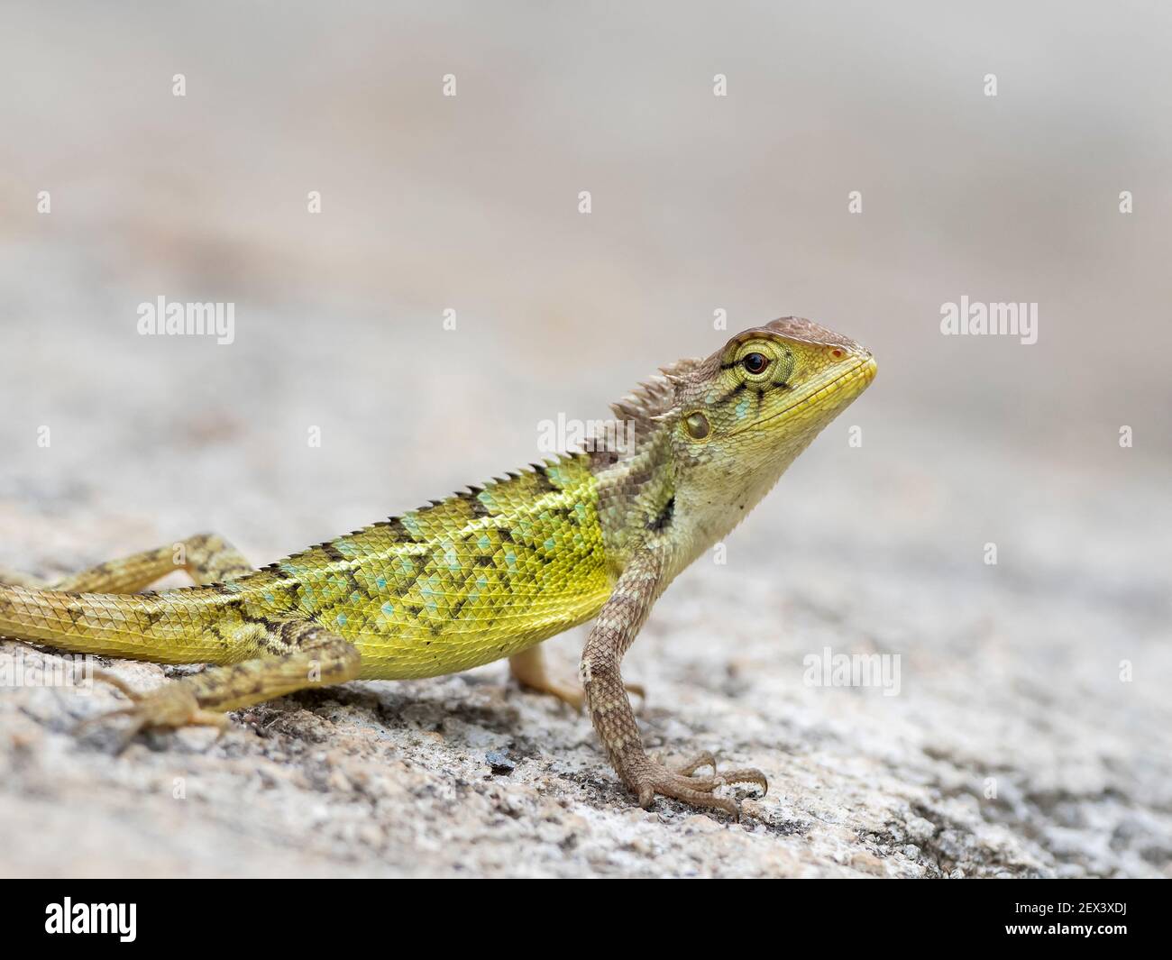 Common Garden Lizard (Calotes versicolor), Karnataka, India Stock Photo ...
