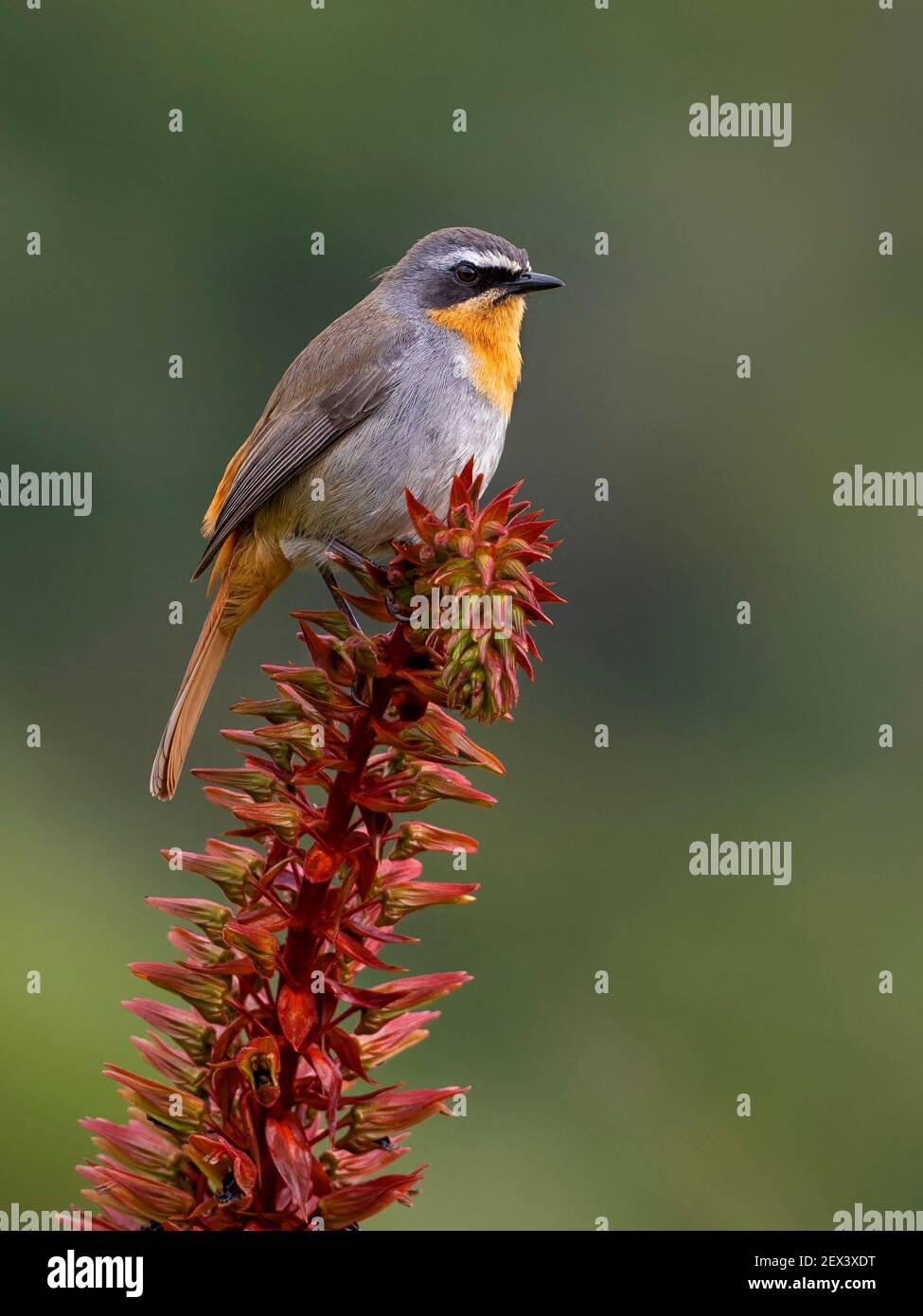 Cape Robin (Cossypha caffra), on sugar flower plant, Cape Town, South ...