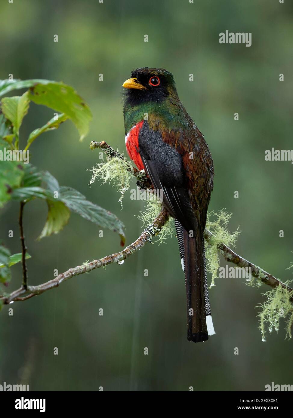 Collared trogon hi-res stock photography and images - Alamy