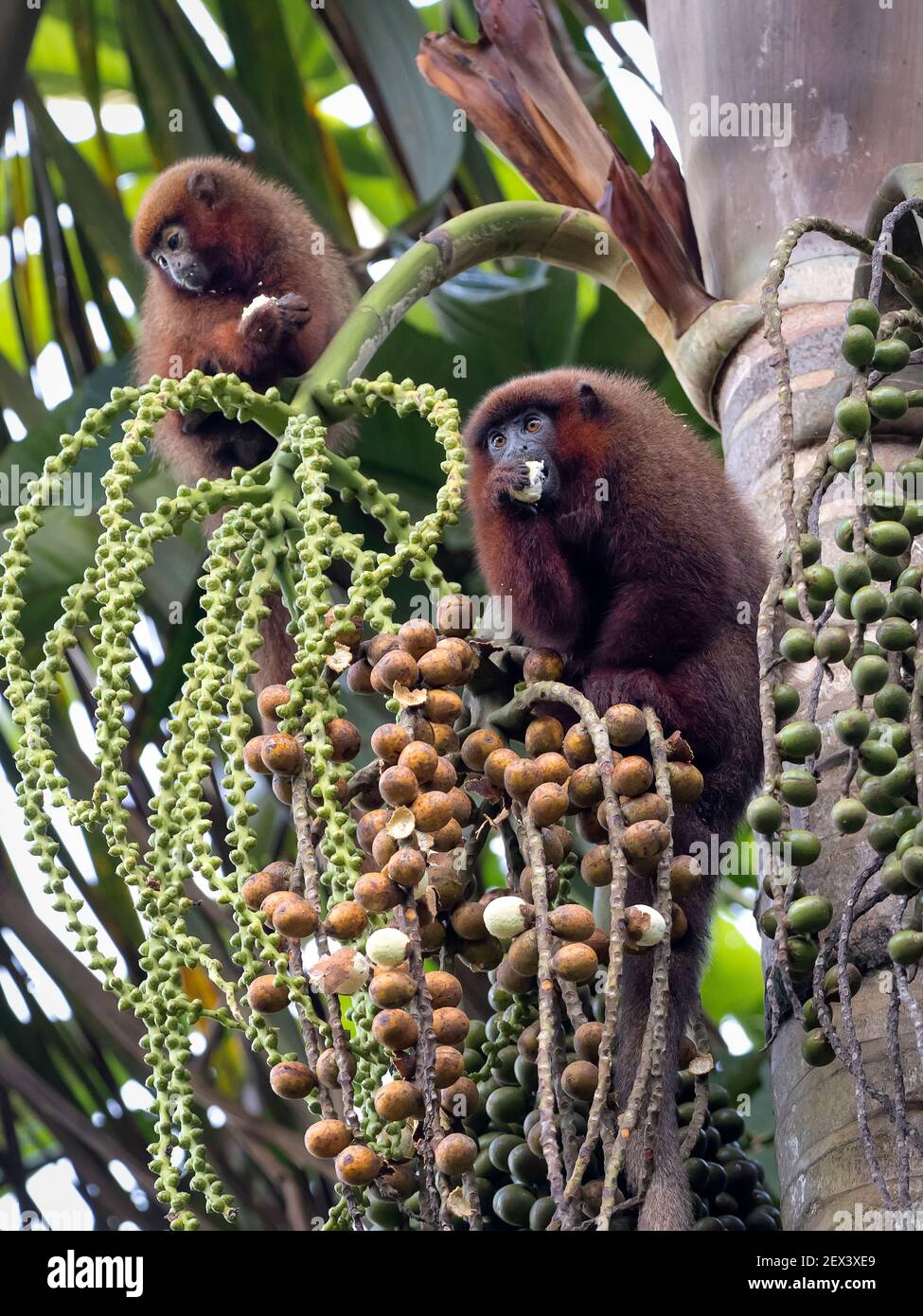 Brown Titi Monkey (Plecturocebus brunneus), feeding on palm fruit ...